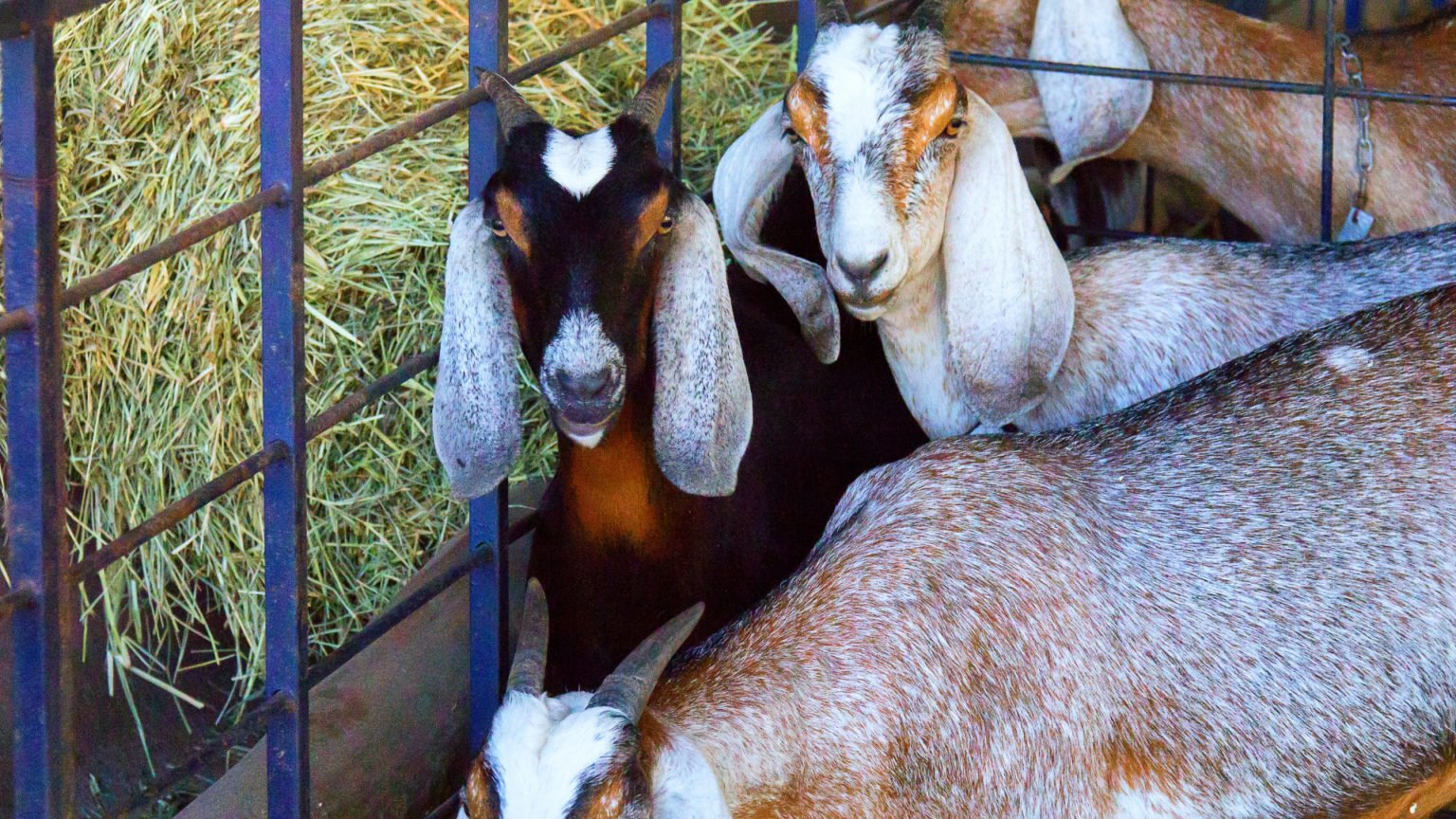 Manejo alimentar dos caprinos – MAB - Mundo Agro Brasil