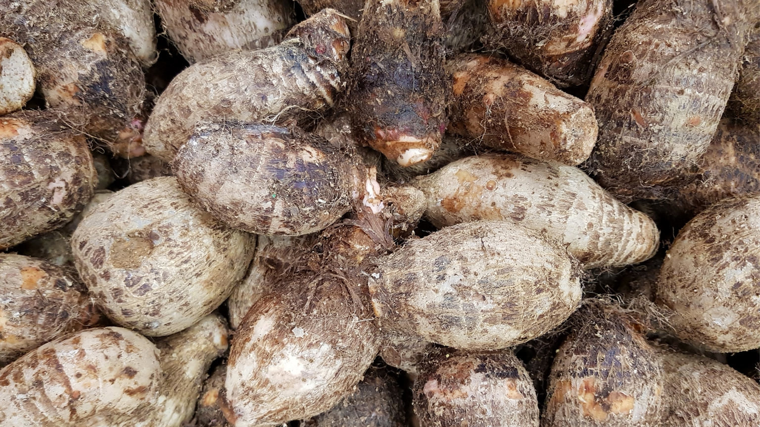 Inhame: cultivo bastante tradicional e com produção rentável – MAB ...