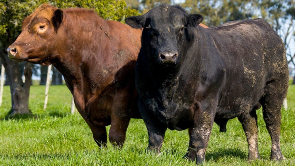 Raça Angus registra expansão de 53% na comercialização de sêmen ...