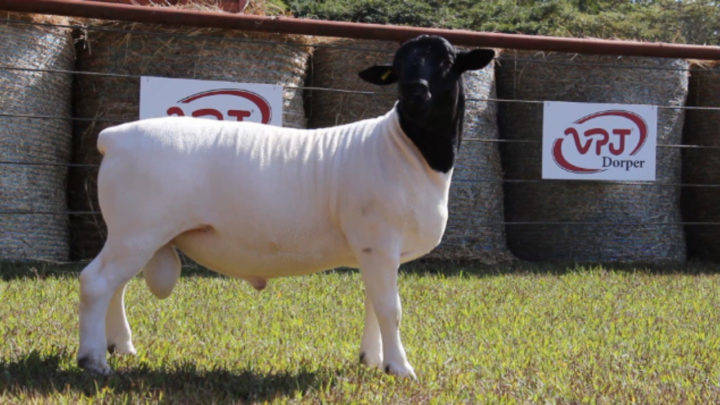 Leilão Dorper e White Dorper VPJ: Produção dos principais carneiros da ...