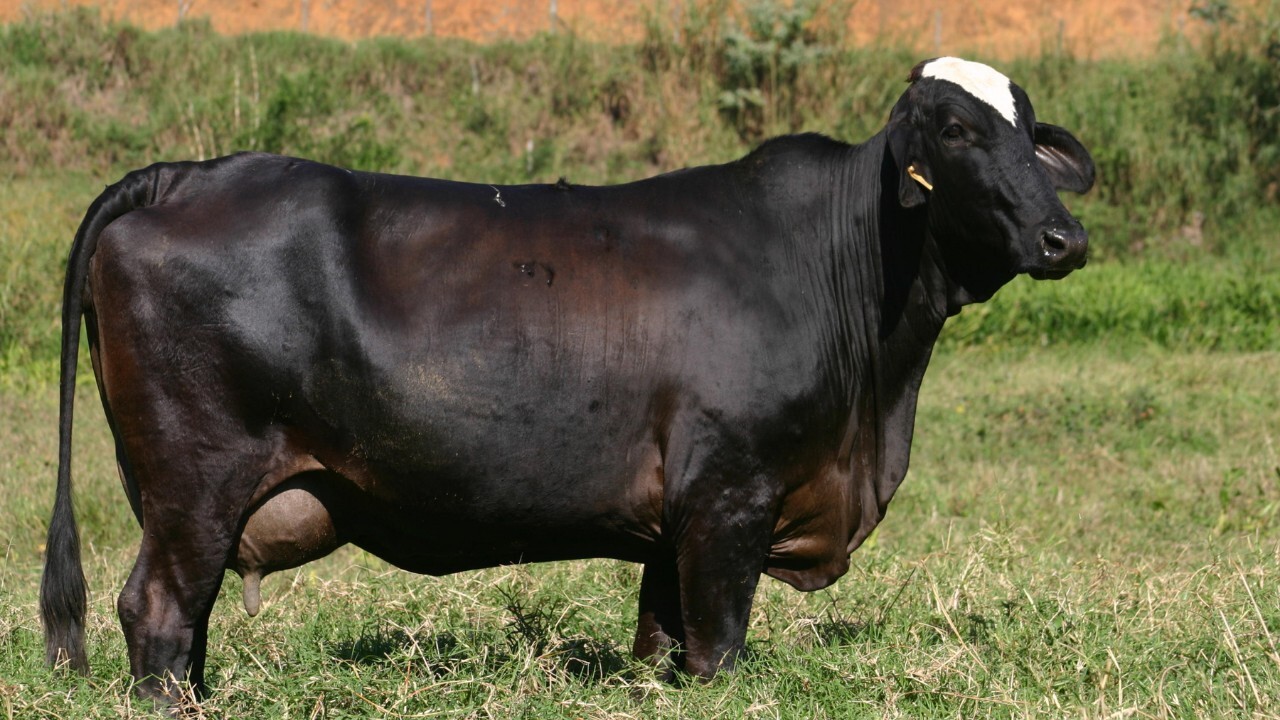 Girolando comemora 26 anos de reconhecimento oficial