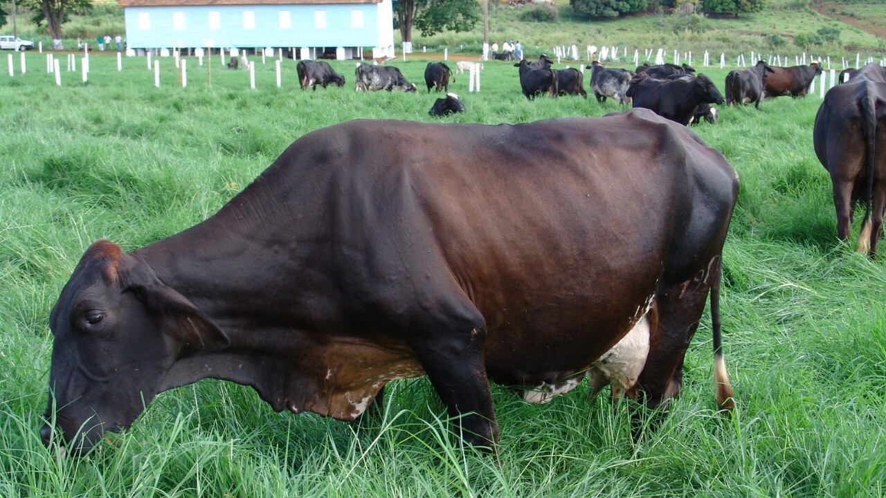 Girolando comemora 26 anos de reconhecimento oficial