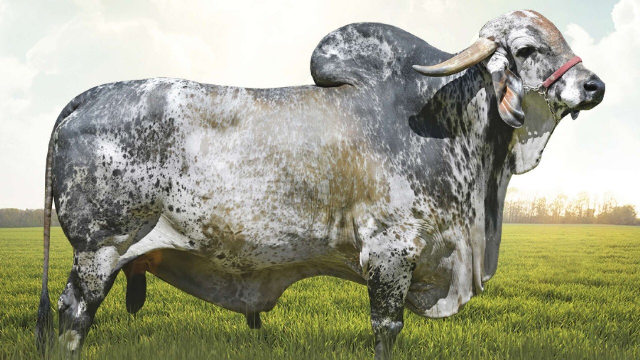 Girolando comemora 26 anos de reconhecimento oficial