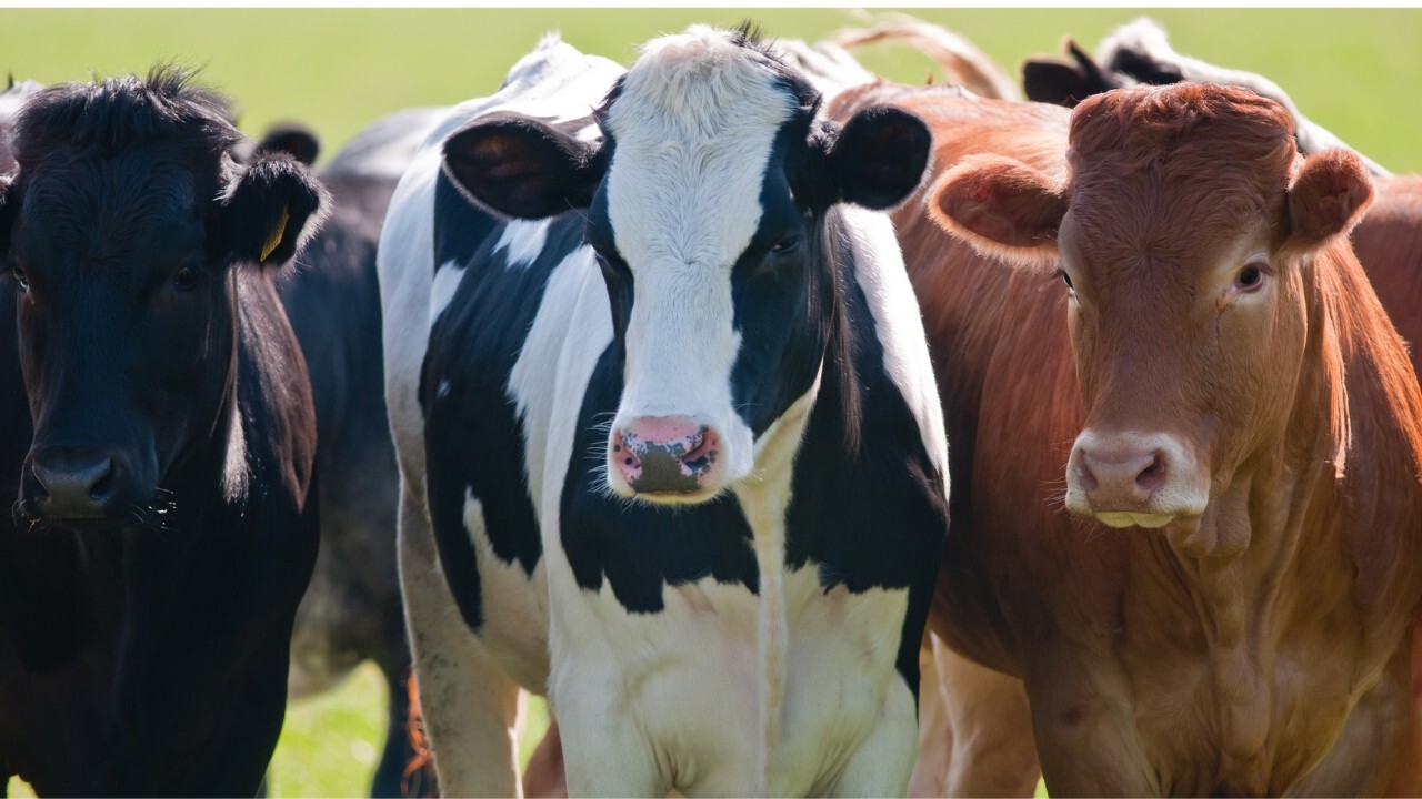 Fertilidade de vacas pode ser avaliada por um novo método1