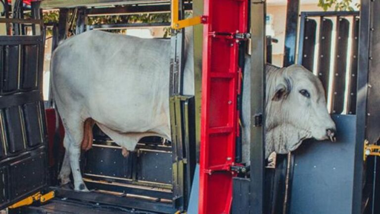 O sucesso em IATF a partir de um bom tronco de contenção