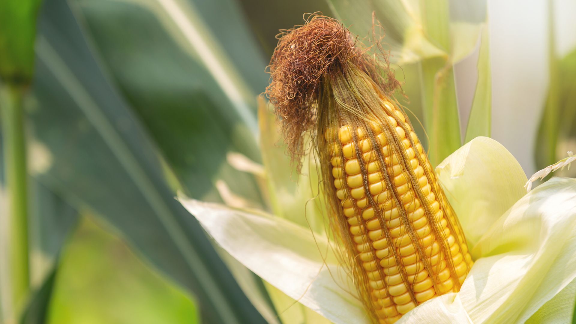 Milho transgênico resistente a lagartas é aprovado pela CTNBio para uso ...