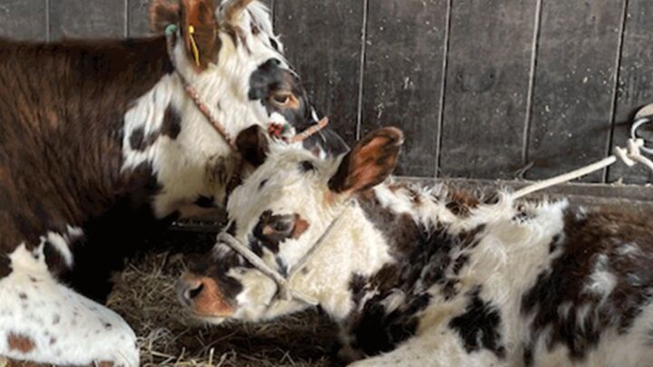 Raça Normando ganha força durante a Expointer
