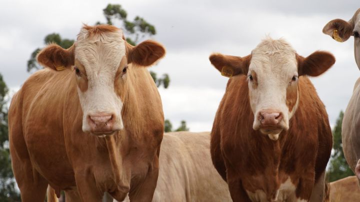 Simental do Mamado touros adaptados serão disponibilizados em leilão